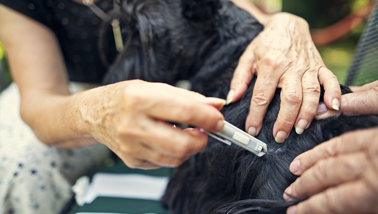 Tick Control For Dogs: Treatments, Prevention, & When To See A Vet ...