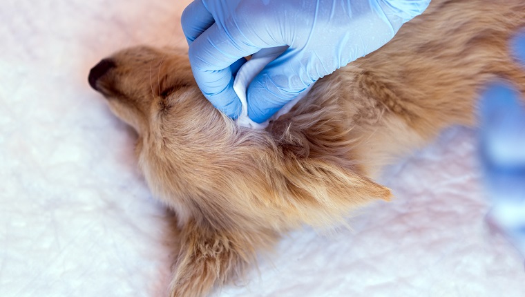 Tick Control For Dogs: Treatments, Prevention, & When To See A Vet ...