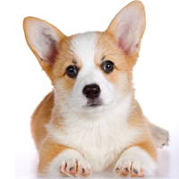 News - Page 201 of 239 - DogTime