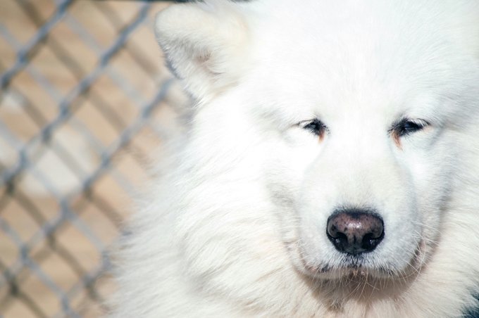 Perfect Dog Names By Breed - DogTime