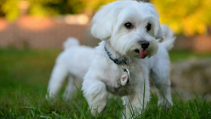 30 Best Dog Names For The Mighty Maltese [PICTURES] - DogTime