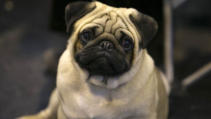Pug Dog Breed Information & Characteristics