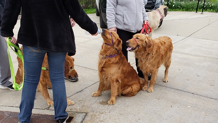 Puppy Socialization: How To Raise A Friendly Dog - DogTime