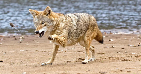 Top 10 animals that attack pets - DogTime