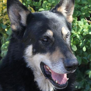 Loyal dog stands by owner’s grave for 6 years - DogTime