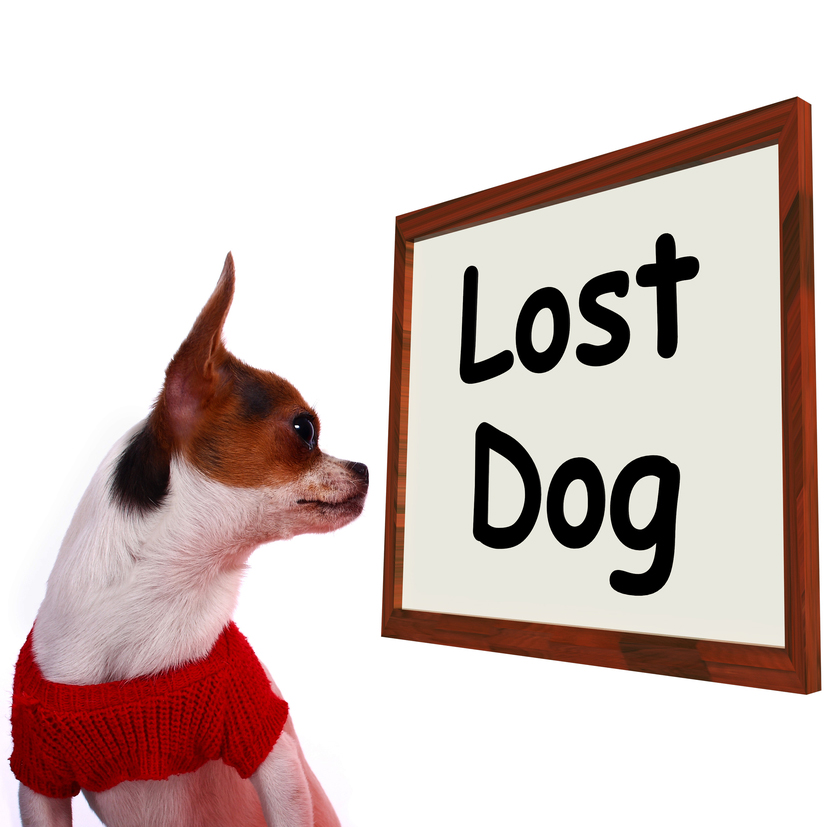 10 funny missing pet signs - DogTime