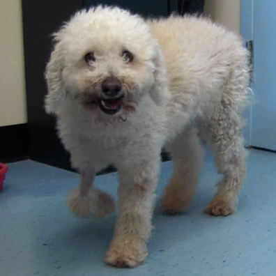 Poodle hit by car and carried 11 miles survives - DogTime