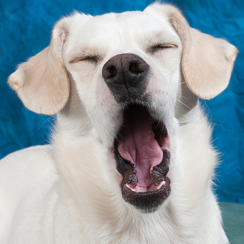 Human yawns are contagious to dogs, too - DogTime