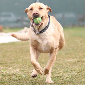 Labrador drops 78 pounds, is ready for new home - DogTime