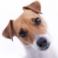 Teaching name recognition - DogTime