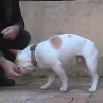 Teaching "stand" command - DogTime