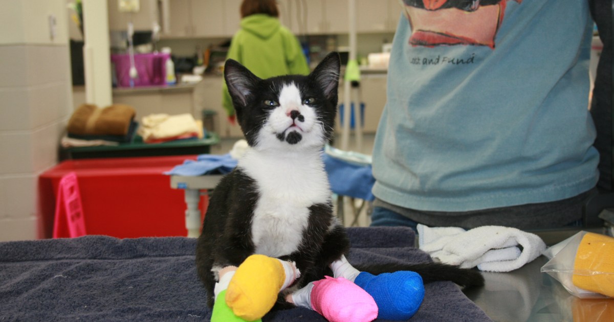 Nebraska Humane Society - DogTime