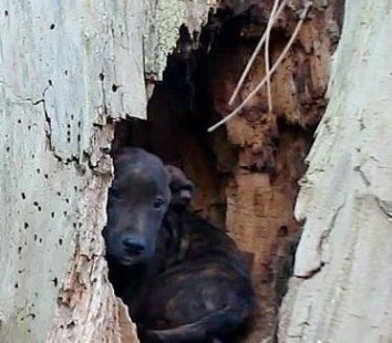 Homeless dog found living in a tree - DogTime
