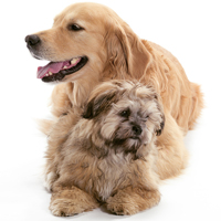 The 10 most popular mixed-breed dogs - DogTime