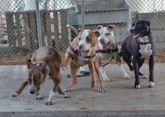 Personality vs. looks: can you really find both? - DogTime