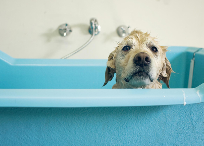 How To Give A Dog A Bath - DogTime