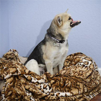 UPDATE: Kabang undergoes first facial reconstructive surgery - DogTime