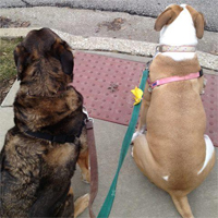 Yellow Dog Project aims to give dogs some space - DogTime