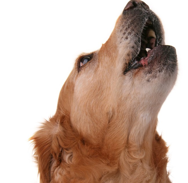 Retriever earns world record for his bark - DogTime