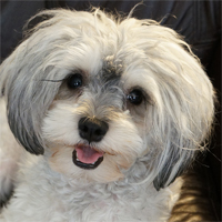 Trending - Page 129 of 160 - DogTime