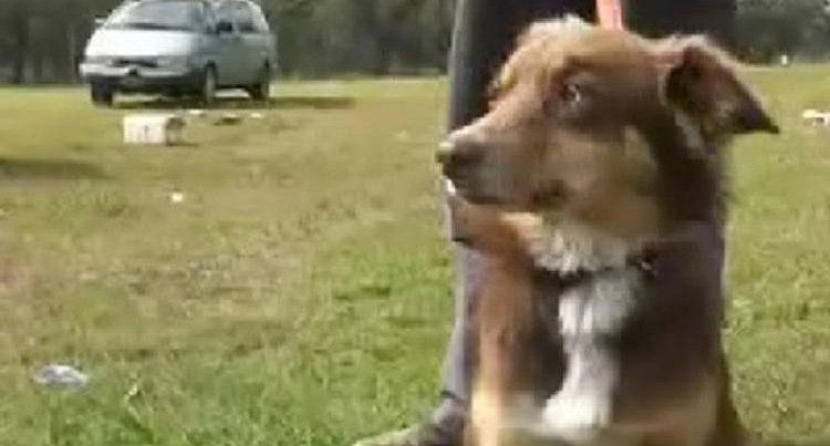 Dogs On Duty - Page 12 of 12 - DogTime