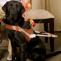 Couple who saved guide dog inspired to help others - DogTime