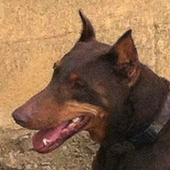 Alzheimer’s victim rescued by her loyal Doberman - DogTime