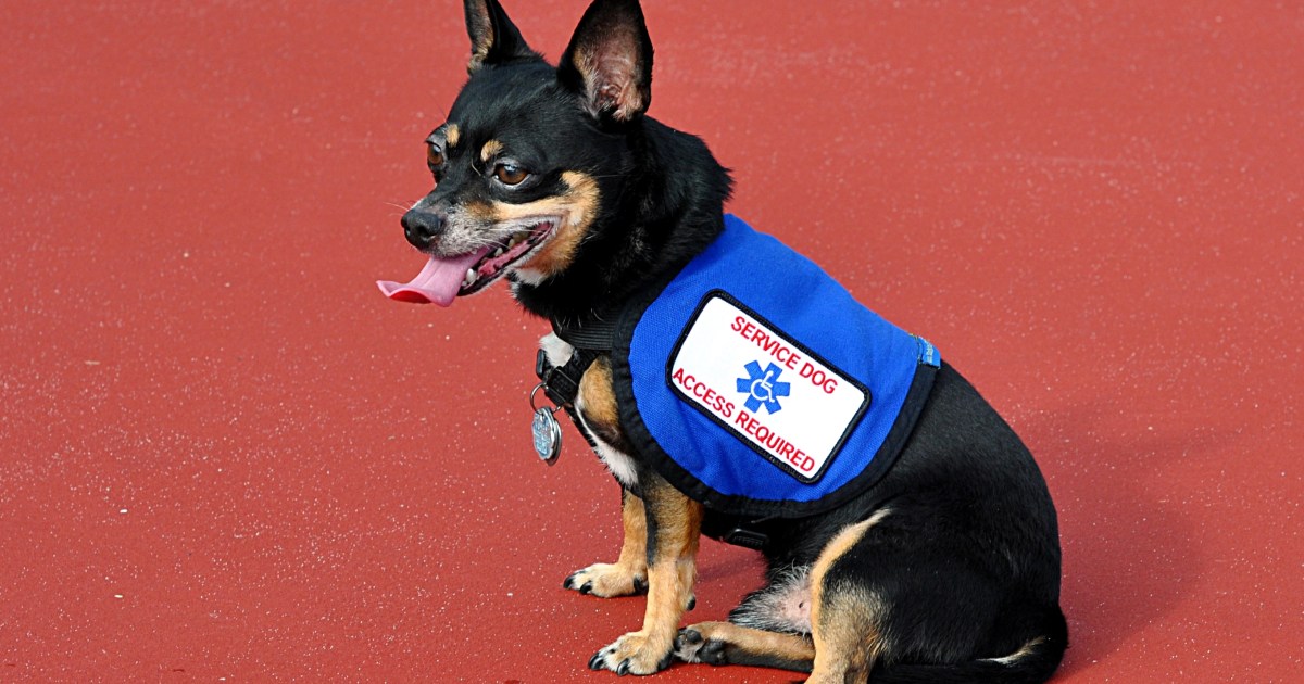 Scammers use fake “service dog” IDs to play the system - DogTime