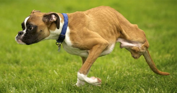 Amazing puppy learns to get around on two legs - DogTime