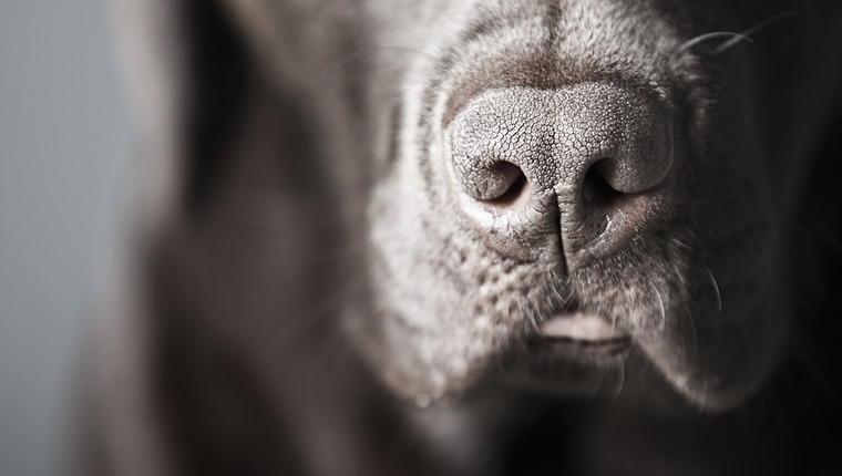 The Dog Breeds With the Best Sense of Smell - DogTime