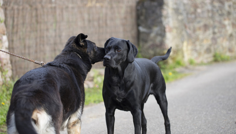 The Dog Breeds With the Best Sense of Smell - DogTime