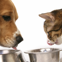 Have a safe National Cook for Your Pets Day - DogTime