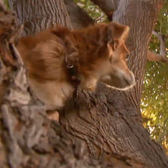 Tree-climbing dog wows neighborhood - DogTime