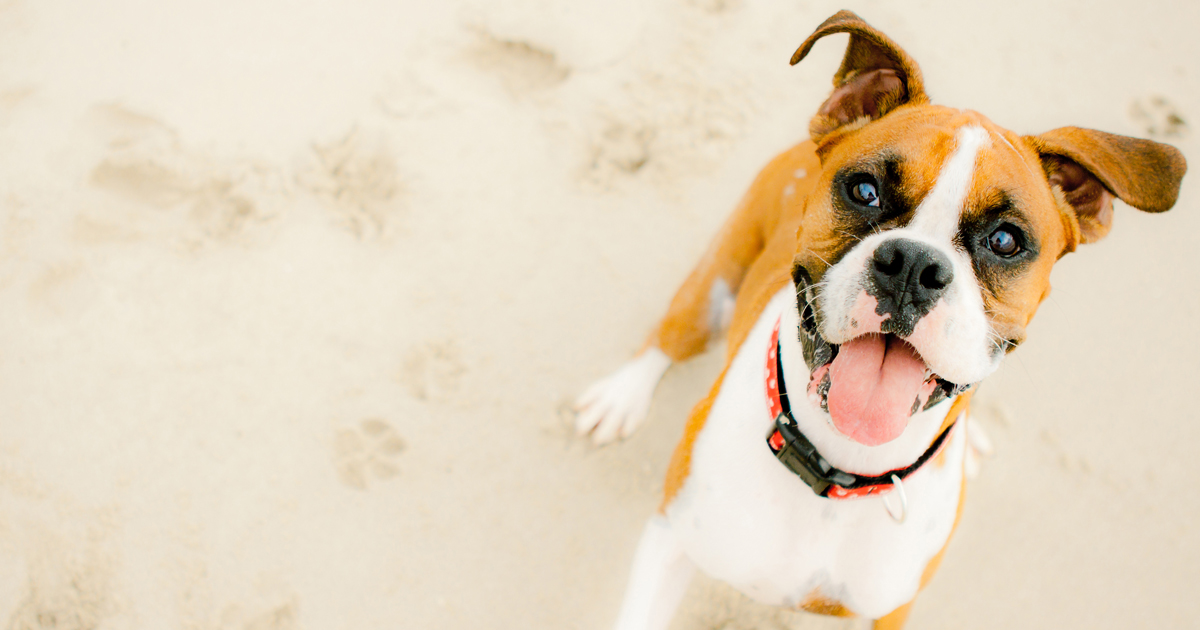 DogTime video of the week: Licking the lime - DogTime