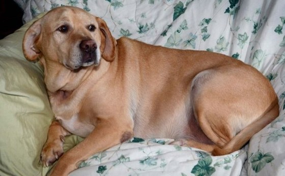 Loyal Lab guards owner’s body in woods for more than 24 hours - DogTime