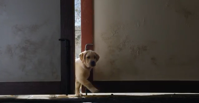 Budweiser’s adorable “Puppy Love” Super Bowl commercial - DogTime