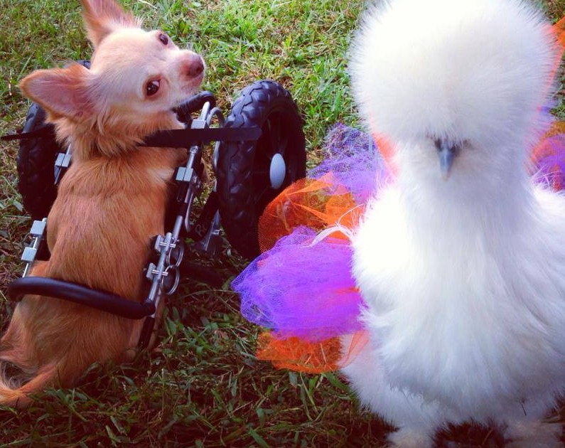 Two-legged dog and fluffy chicken are best friends - DogTime