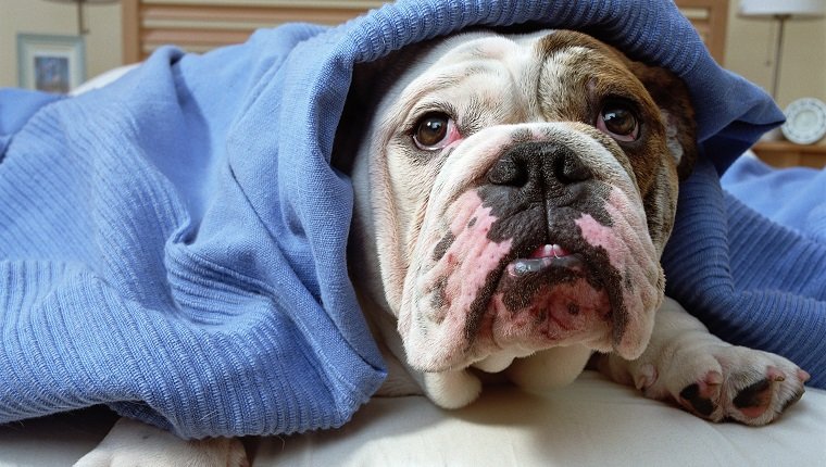 Hypothermia In Dogs: Symptoms, Causes, & Treatments - DogTime