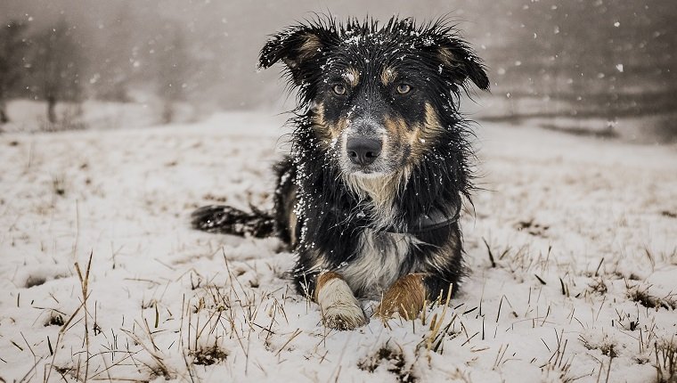 Hypothermia In Dogs: Symptoms, Causes, & Treatments - DogTime