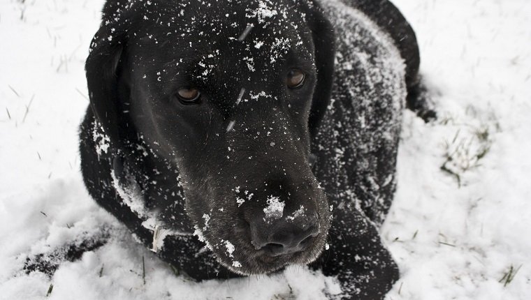 Hypothermia In Dogs: Symptoms, Causes, & Treatments - DogTime