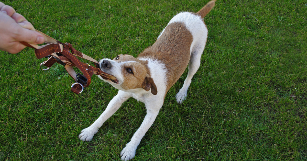 Dog owners: It’s okay to ask for help - DogTime