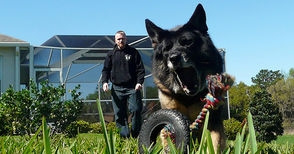 Retired Air Force dog handler has heartwarming reunion with canine ...