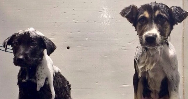 Sochi dogs arrive at U.S. shelter - DogTime