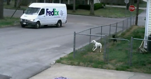 Dogs and the FedEx delivery truck - DogTime