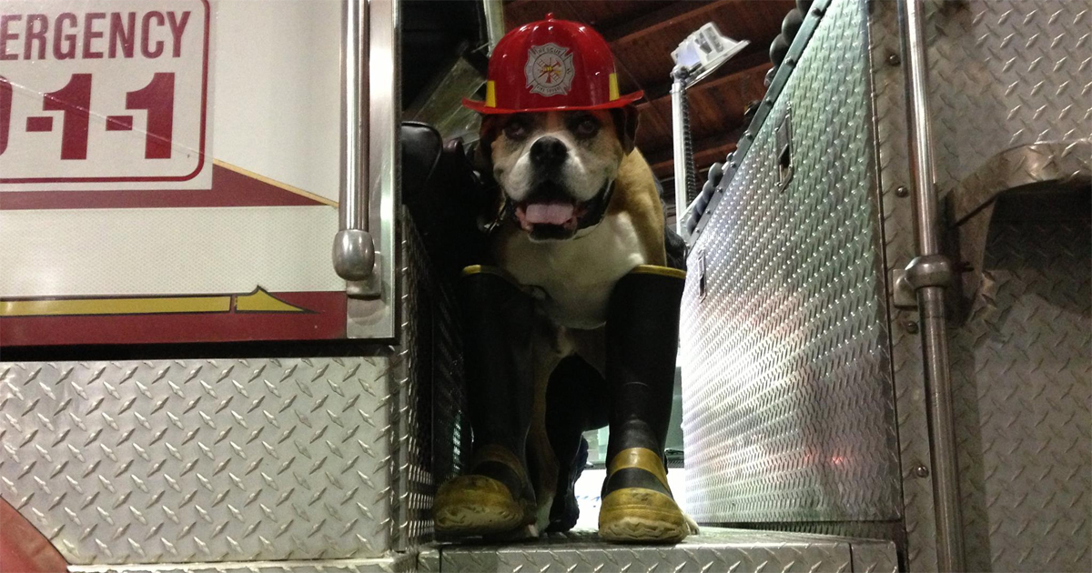 Nebraska Dog With Kidney Failure Tackles Bucket List - DogTime