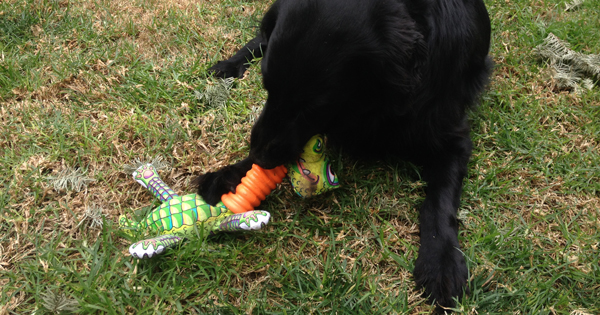 Product review: Rubber Neckers - DogTime