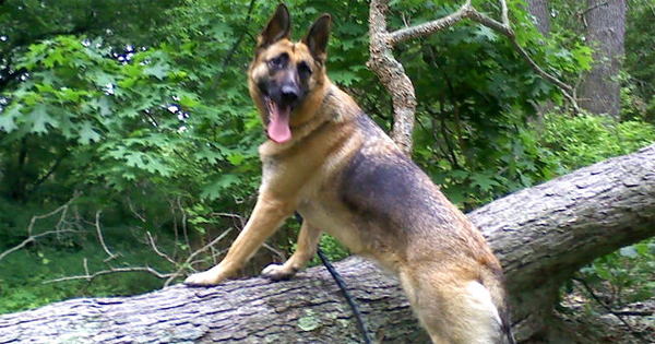 New Jersey dog chosen for jury duty - DogTime