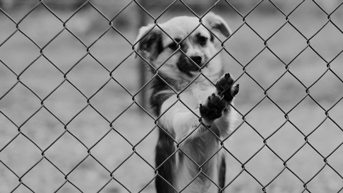 Help Save Animals In Need: How To Spot & Report Pet Abuse - DogTime