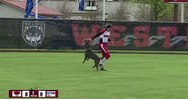 Pit Bull crashes college softball game - DogTime