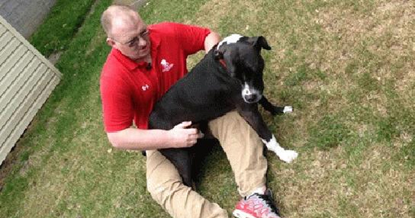 Rescue dog calls 911 for collapsed veteran - DogTime